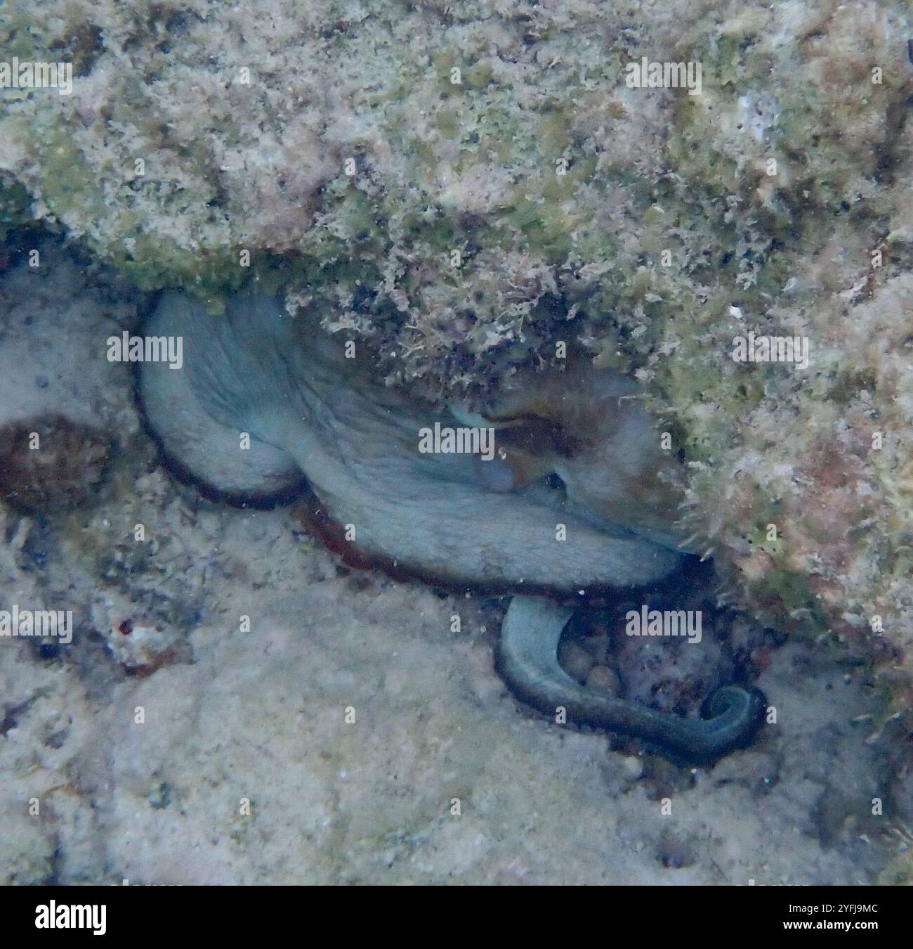 Brazilian octopus hi-res stock photography and images - Alamy