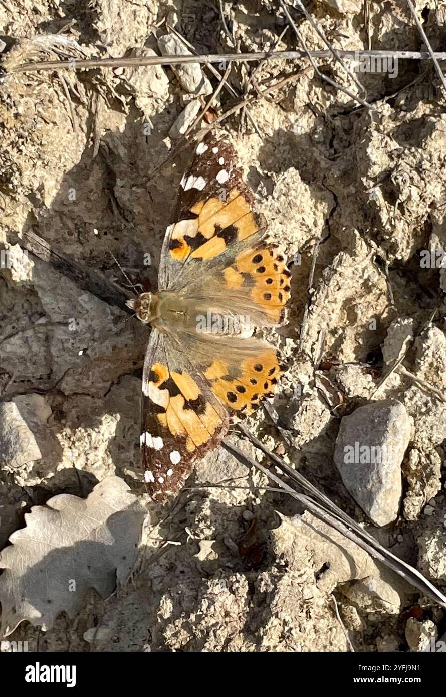 Painted Lady (Vanessa cardui Stock Photo - Alamy