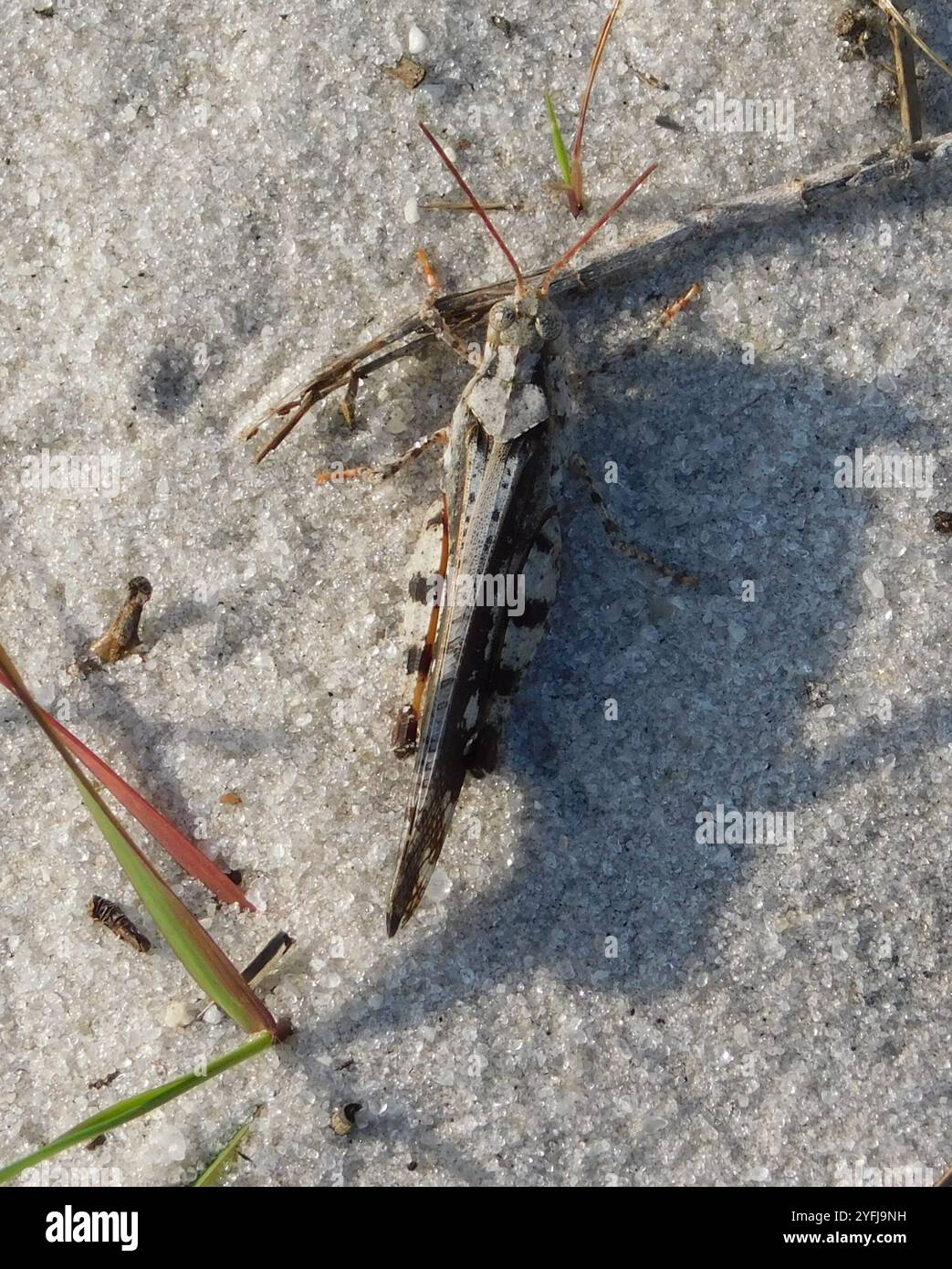Southern Marbled Grasshopper (Spharagemon marmoratum pictum Stock Photo ...
