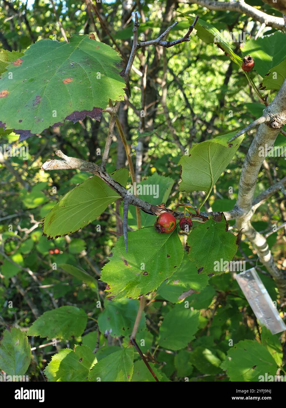 Brainerds hi-res stock photography and images - Alamy