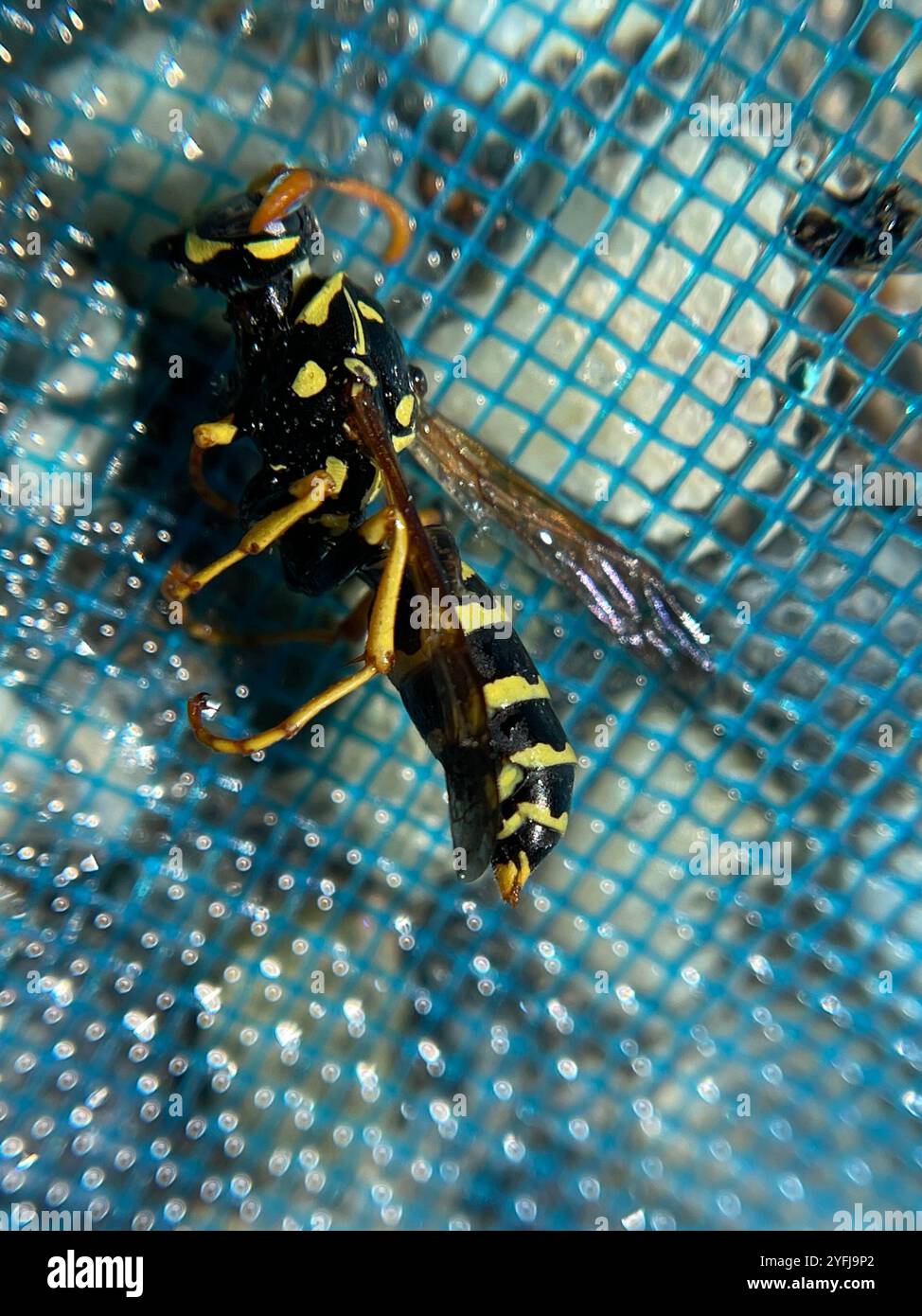 European Paper Wasp (Polistes dominula Stock Photo - Alamy