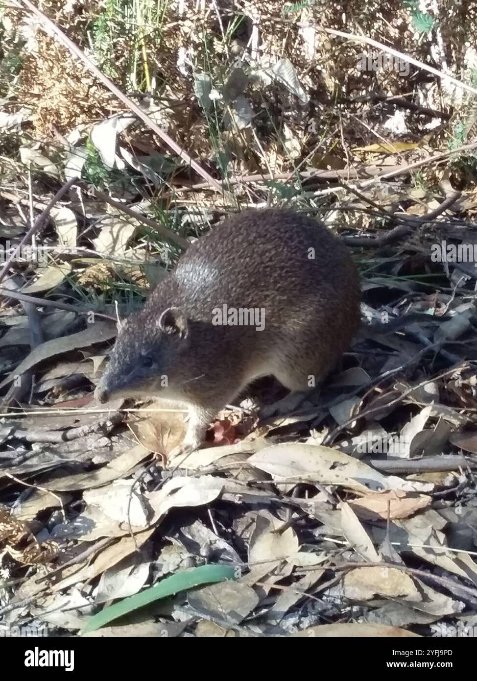 Southern Brown Bandicoot (Isoodon obesulus Stock Photo - Alamy
