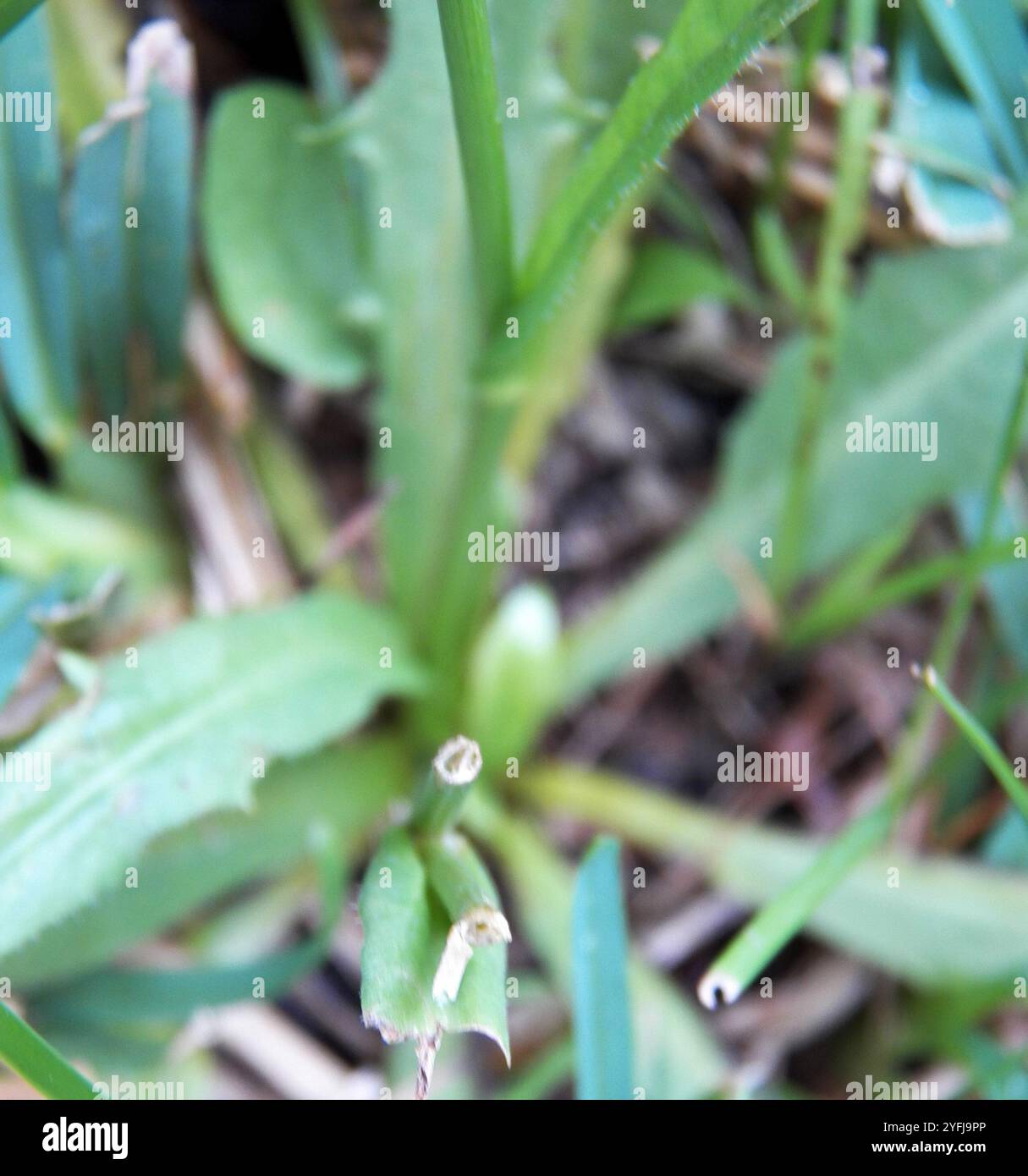 dandelions, hawksbeards, and rattlesnake roots (Crepidinae Stock Photo ...