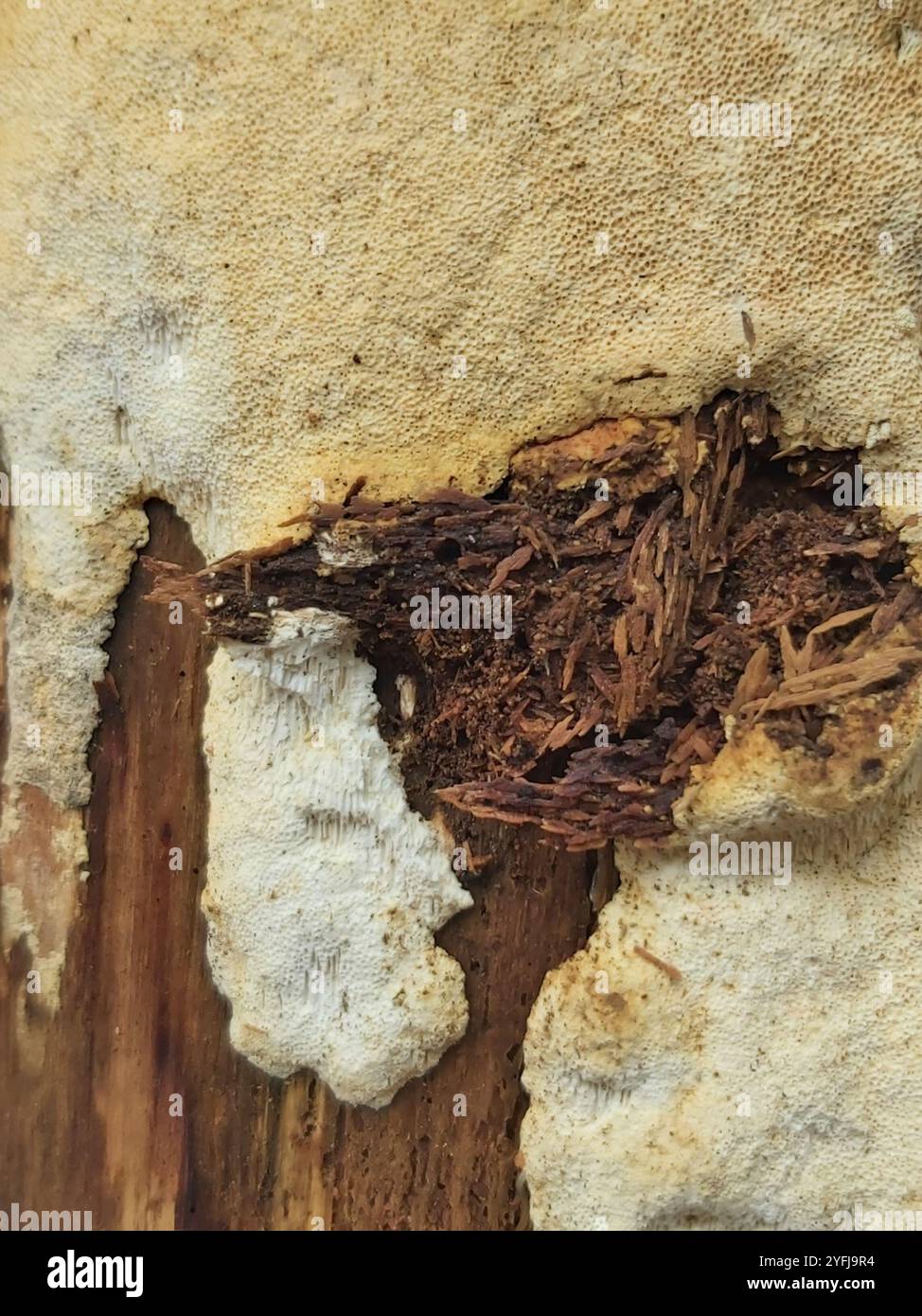 Serialis hi-res stock photography and images - Alamy