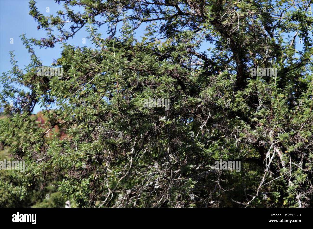 Ouhout (Leucosidea sericea Stock Photo - Alamy