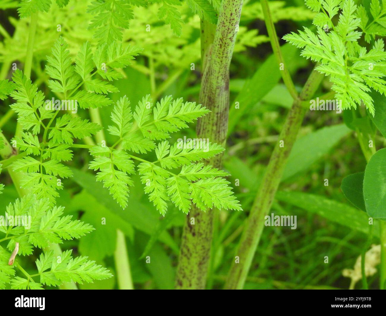 poison hemlock (Conium maculatum Stock Photo - Alamy