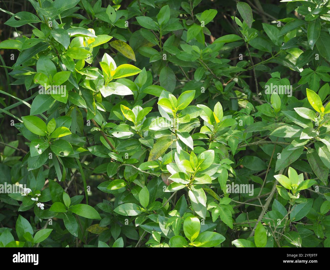 scrambling clerodendrum (Volkameria inermis Stock Photo - Alamy