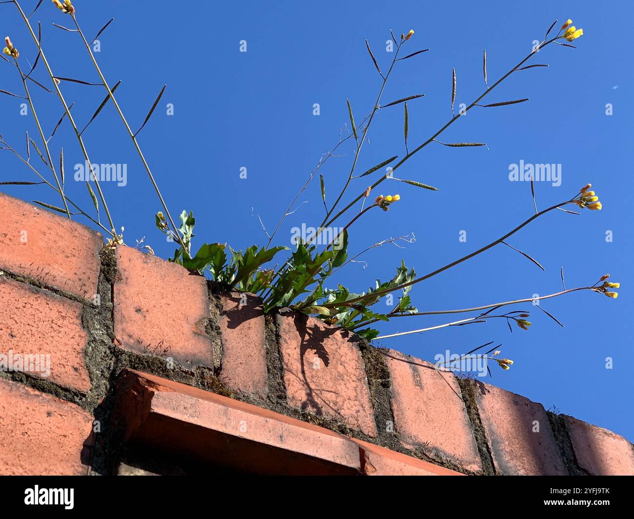 Annual wall rocket diplotaxis hi-res stock photography and images - Alamy