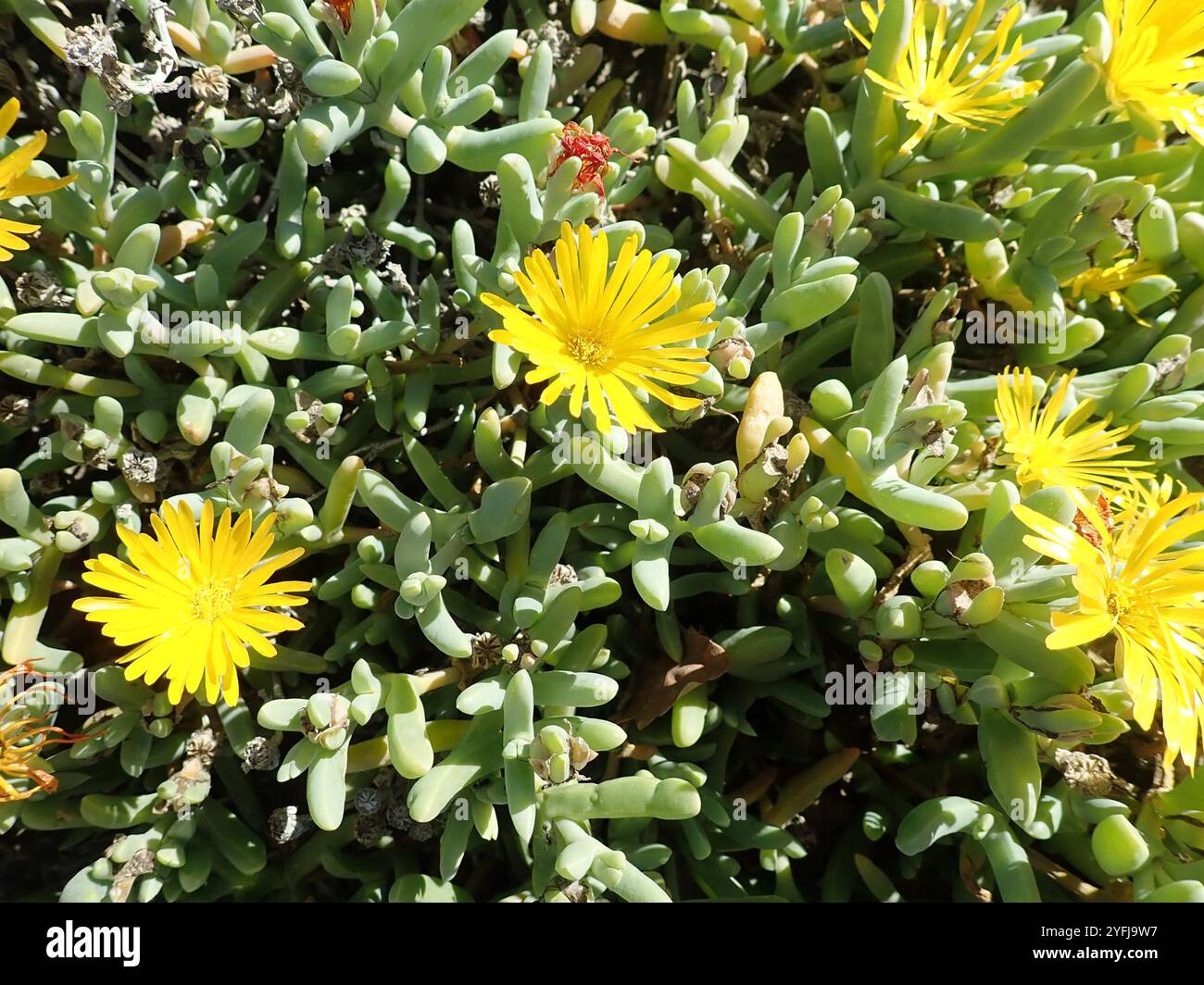 rocky point ice plant (Malephora lutea Stock Photo - Alamy