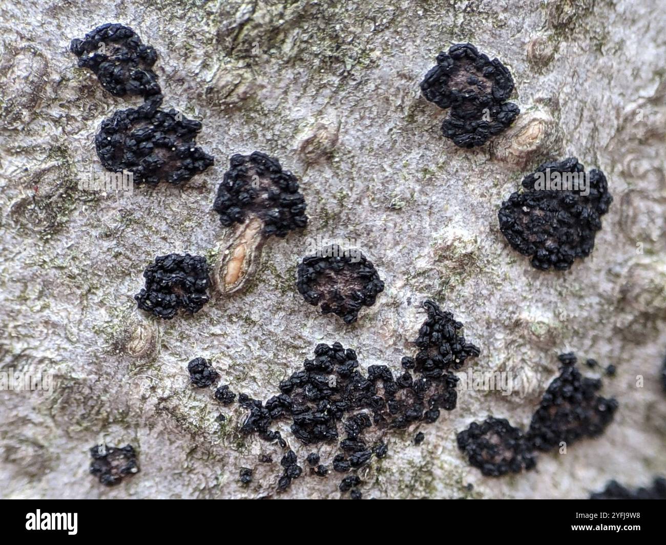 Beech Bark Canker Fungus (Neonectria faginata Stock Photo - Alamy