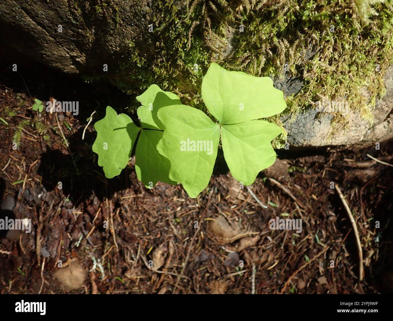 vanilla leaf (Achlys triphylla Stock Photo - Alamy