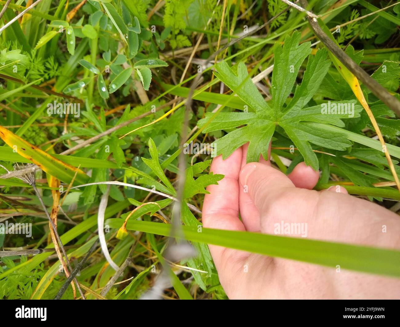 Rose Checkermallow (Sidalcea virgata Stock Photo - Alamy
