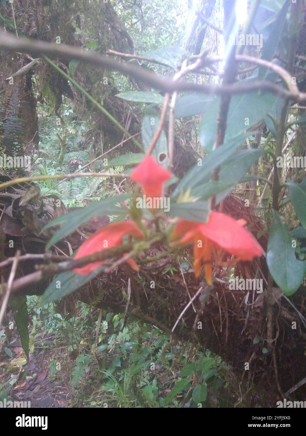 Columnea magnifica columnea magnifica hi-res stock photography and ...