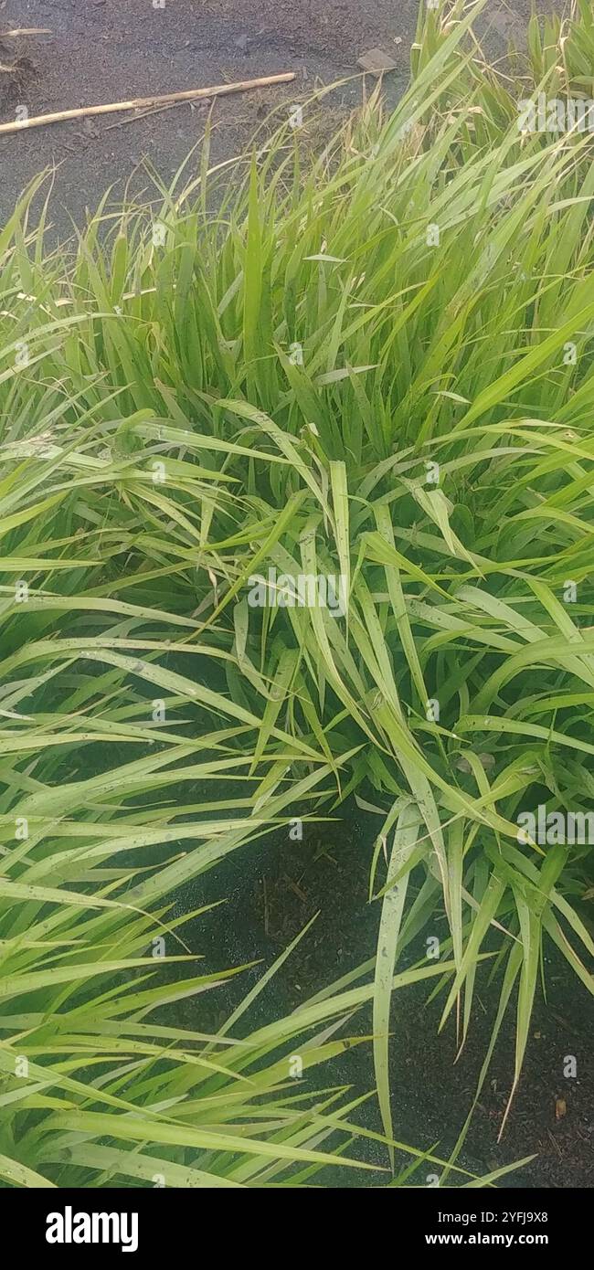 Saltmarsh Cordgrass (Sporobolus alterniflorus Stock Photo - Alamy