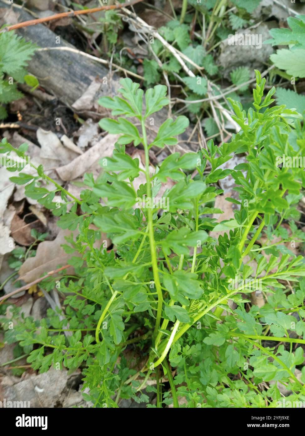 scentless mayweed (Tripleurospermum inodorum Stock Photo - Alamy
