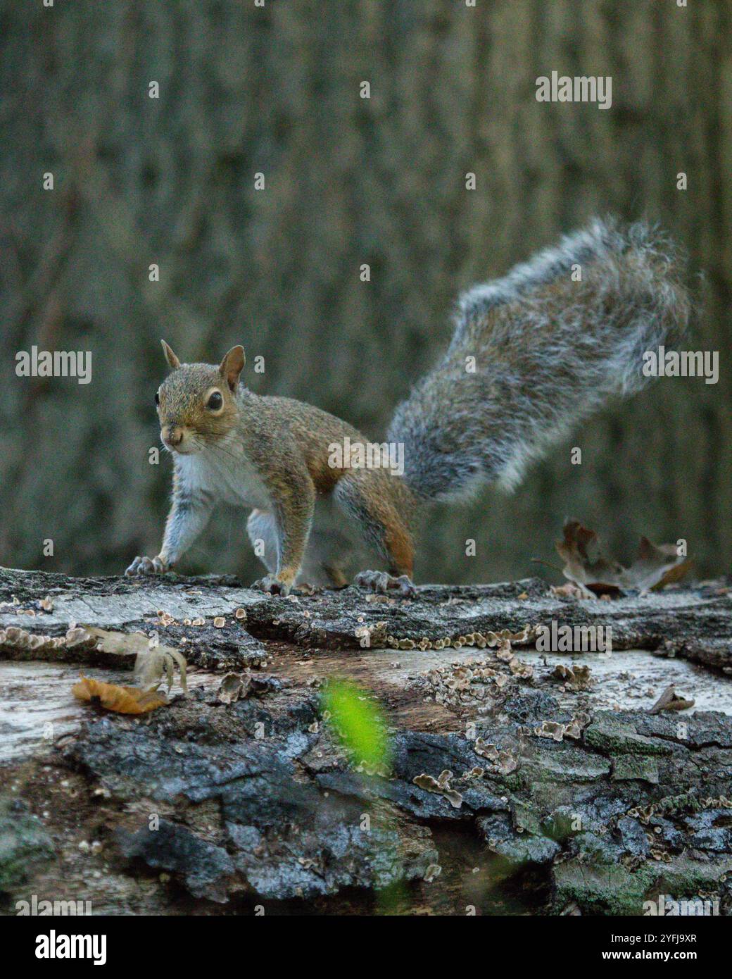 Grey squirrel on a fallen tree hi-res stock photography and images - Alamy