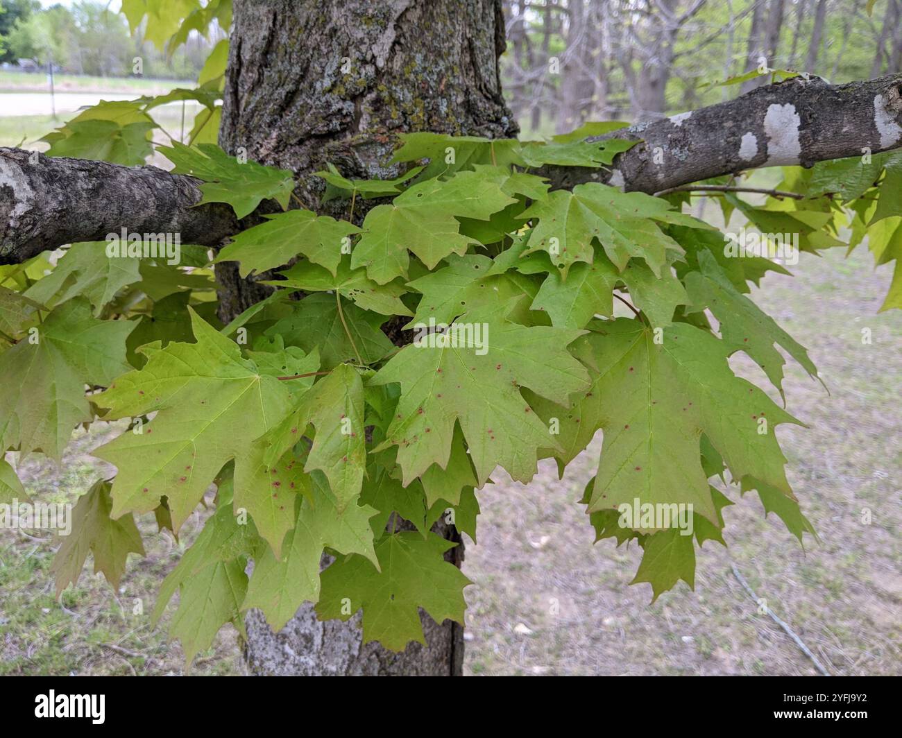 Maple Spindle Gall Mite (Vasates aceriscrumena Stock Photo - Alamy