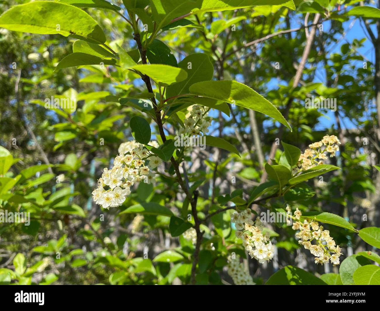 chokecherry (Prunus virginiana Stock Photo - Alamy