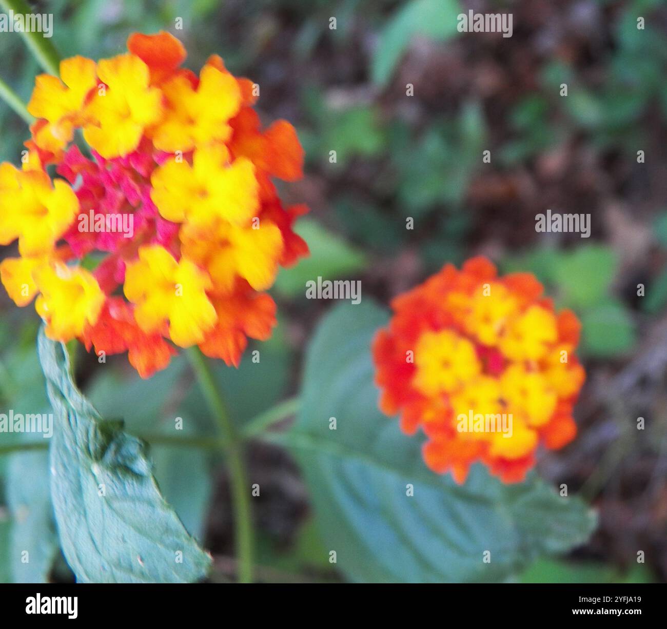 common lantana (Lantana camara Stock Photo - Alamy common lantana (Lantana camara Stock Photo - Alamy