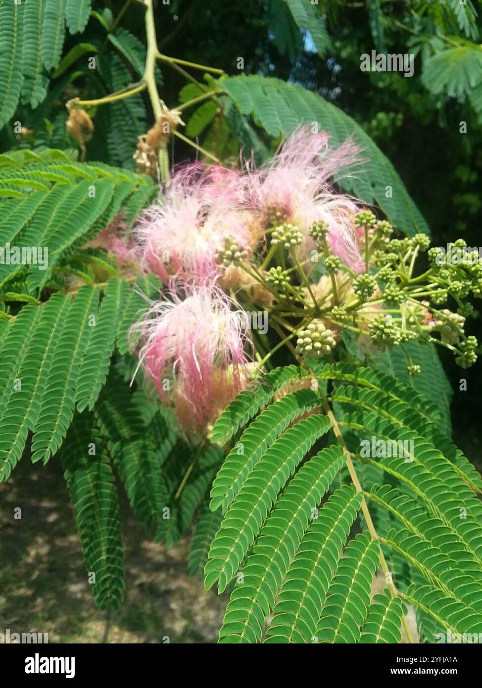 Persian silk tree (Albizia julibrissin Stock Photo - Alamy