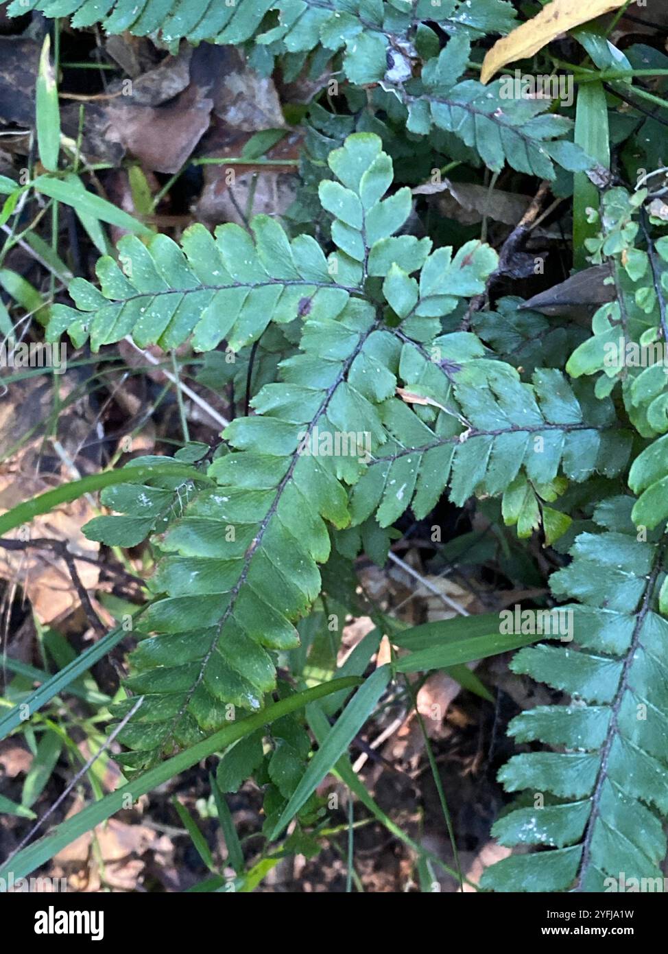 Rough Maidenhair Fern (Adiantum hispidulum Stock Photo - Alamy