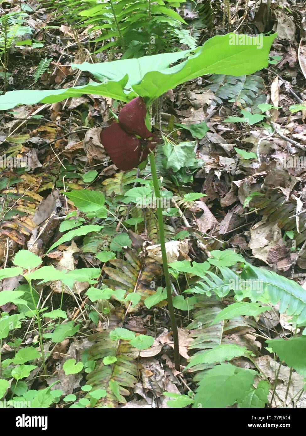 Vasey's trillium hi-res stock photography and images - Alamy