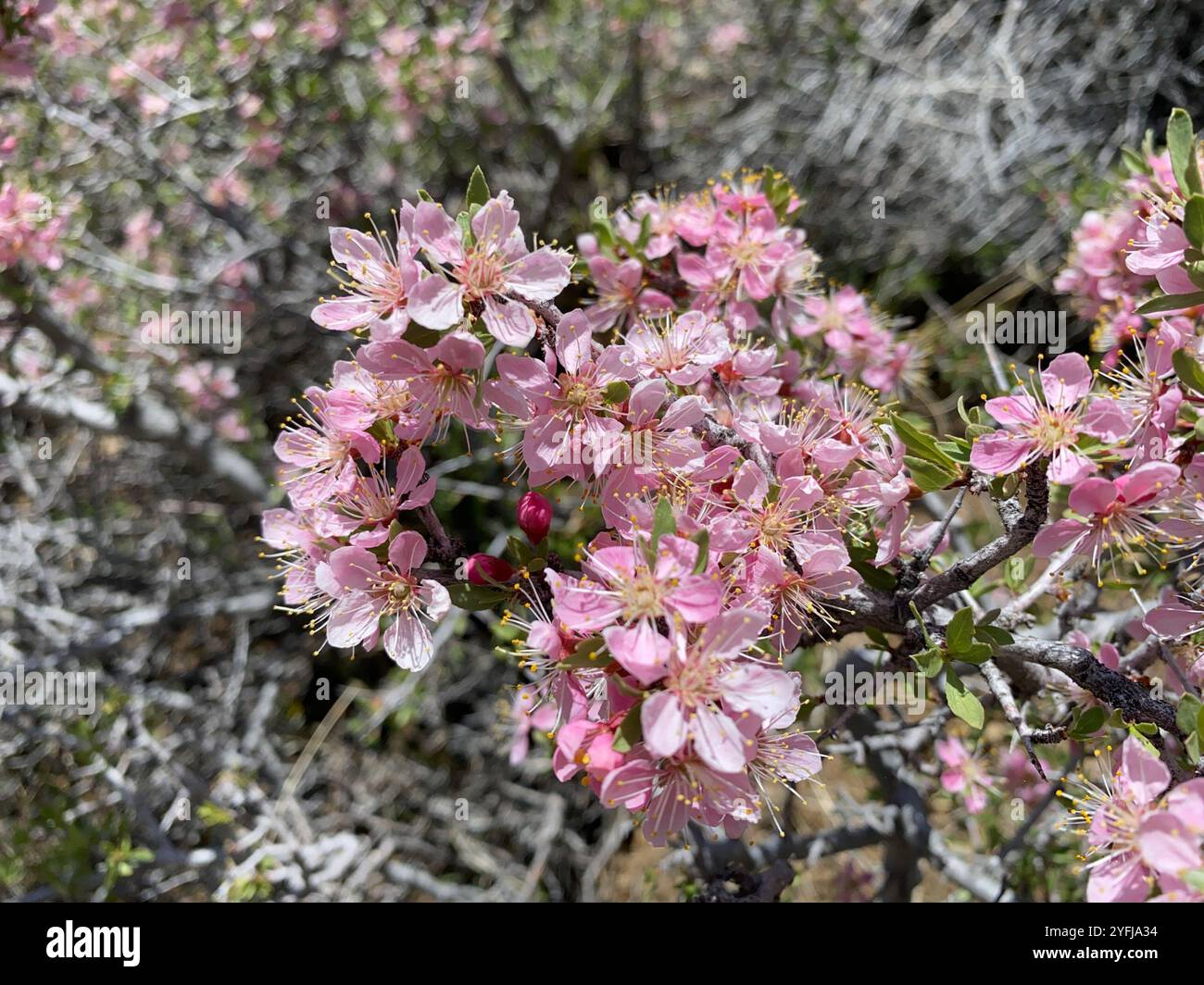 Desert Peach (Prunus andersonii Stock Photo - Alamy