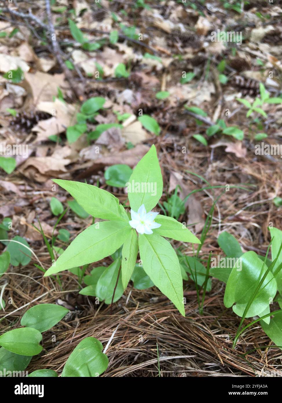 northern starflower (Lysimachia borealis Stock Photo - Alamy