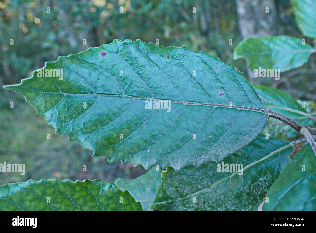 Assegai tree hi-res stock photography and images - Alamy