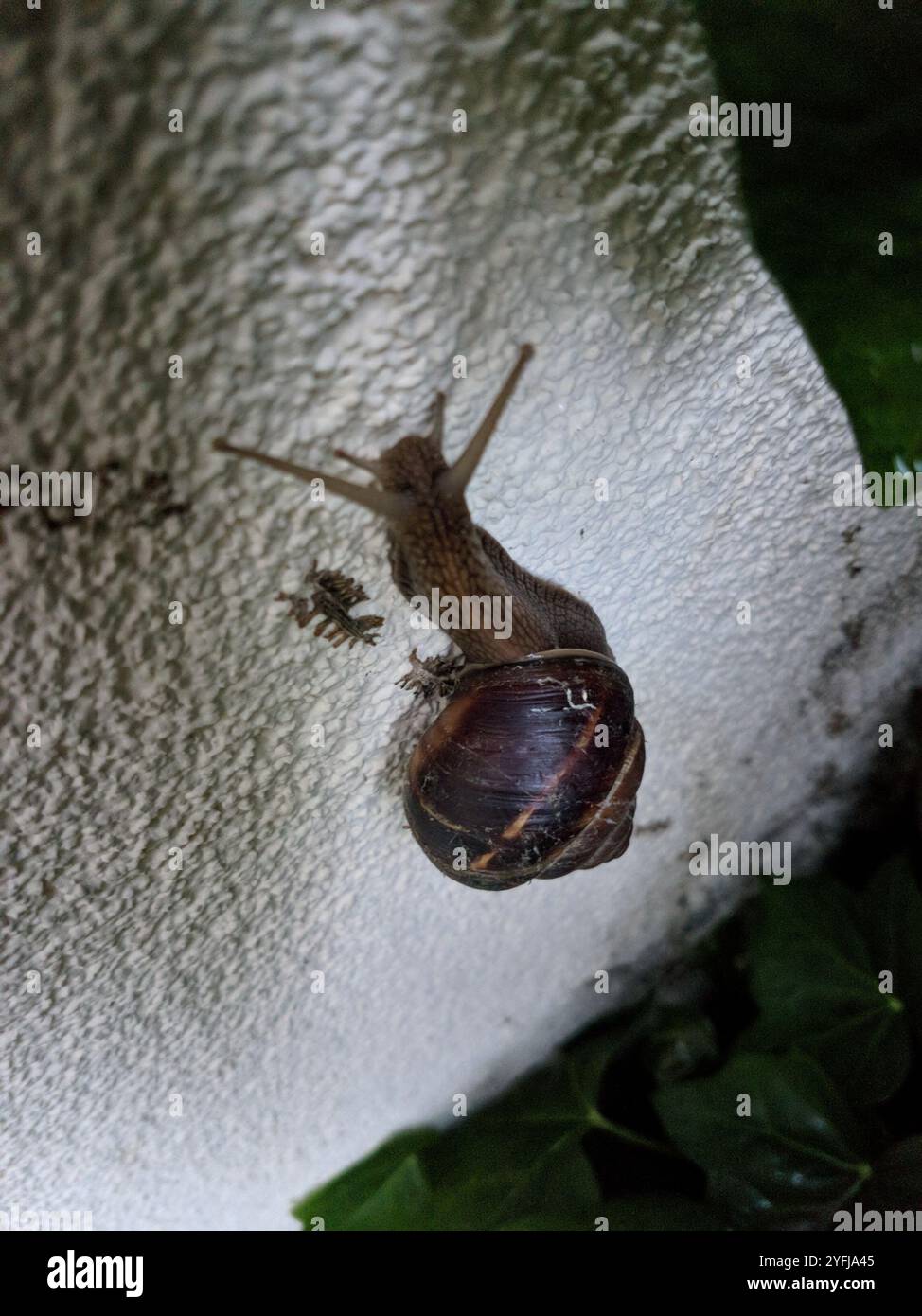 Turkish Snail (Helix lucorum Stock Photo - Alamy