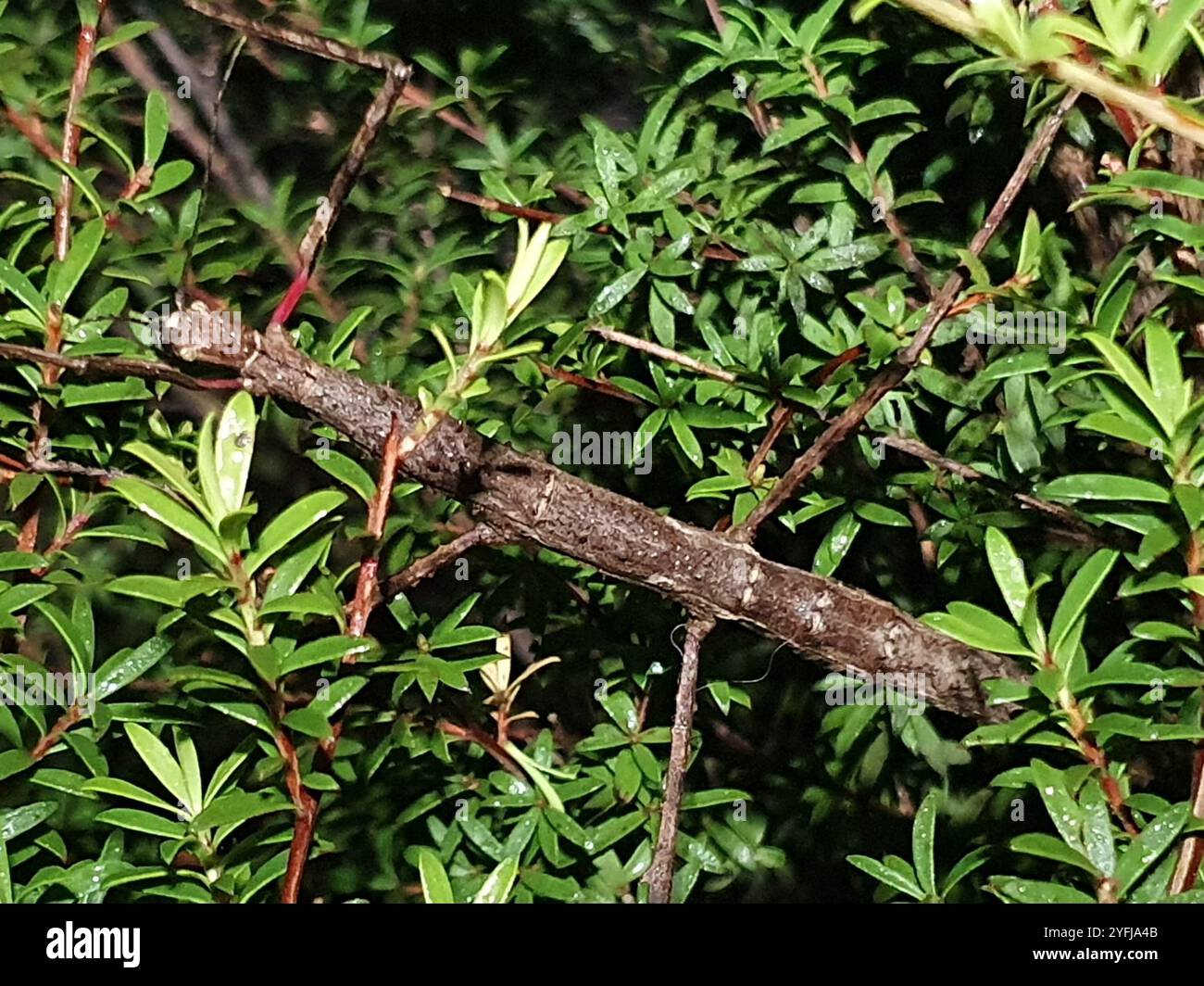 Acanthoxyla hi-res stock photography and images - Alamy