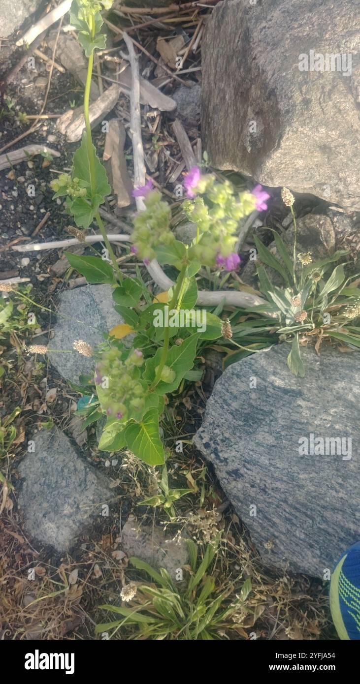 Wild Four o'Clock (Mirabilis nyctaginea Stock Photo - Alamy