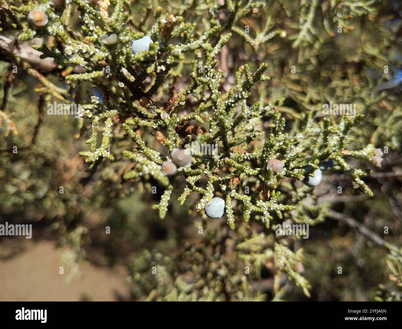 western juniper (Juniperus occidentalis Stock Photo - Alamy