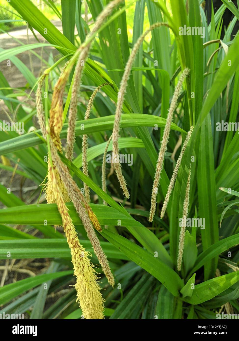 Hanging sedge (Carex pendula Stock Photo - Alamy