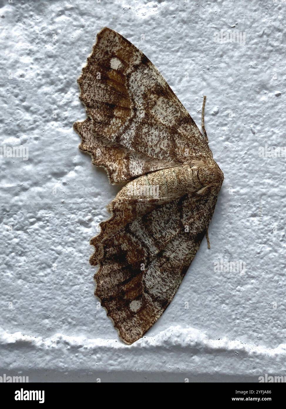 Unipunctata hi-res stock photography and images - Alamy