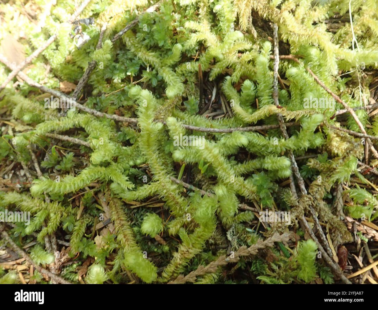 Pipecleaner Moss (Rhytidiopsis robusta Stock Photo - Alamy