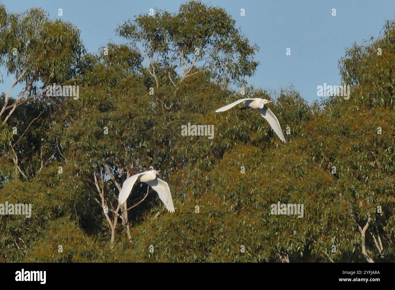 Eastern Cattle Egret (Bubulcus coromandus Stock Photo - Alamy