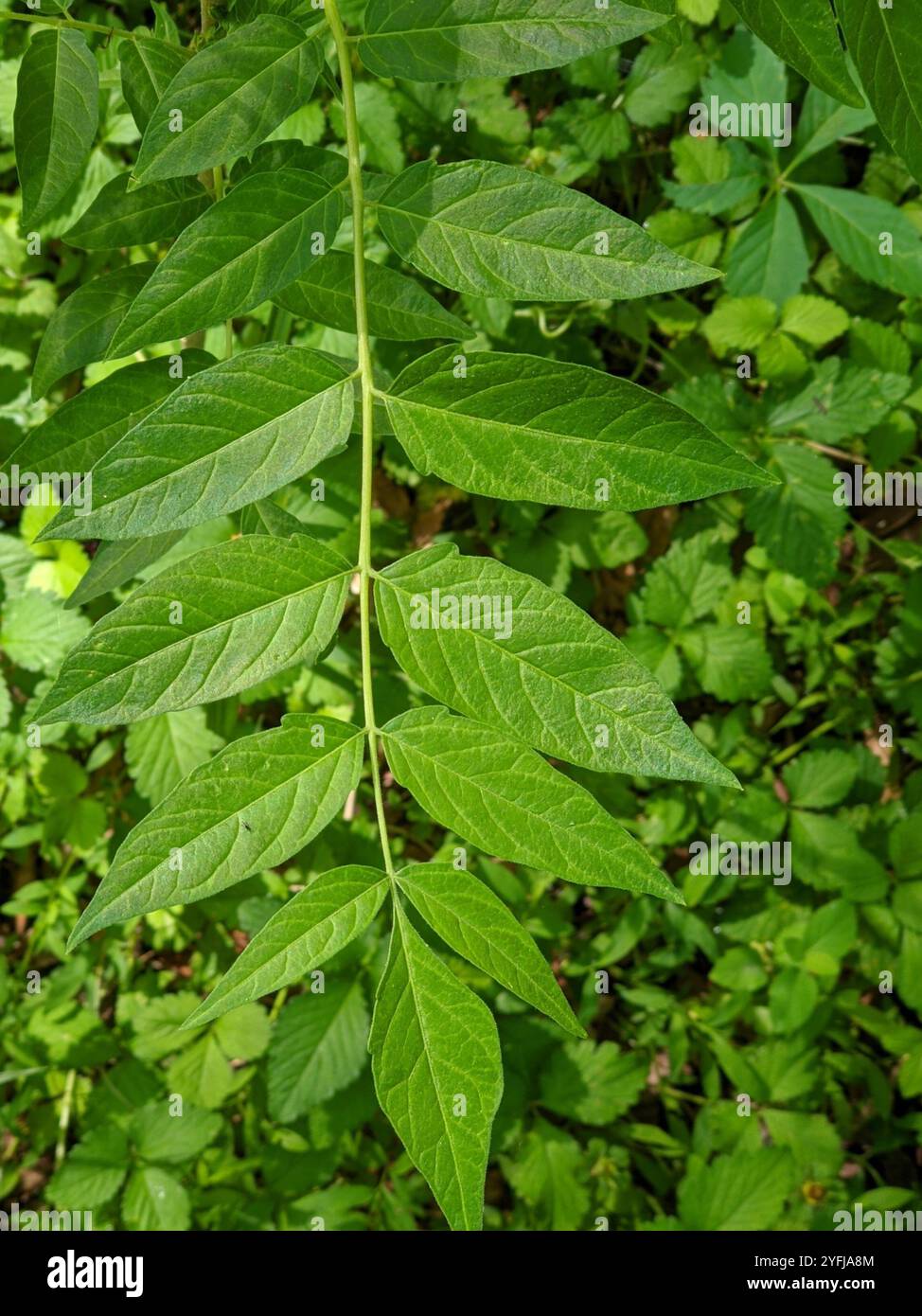 tree-of-heaven (Ailanthus altissima Stock Photo - Alamy