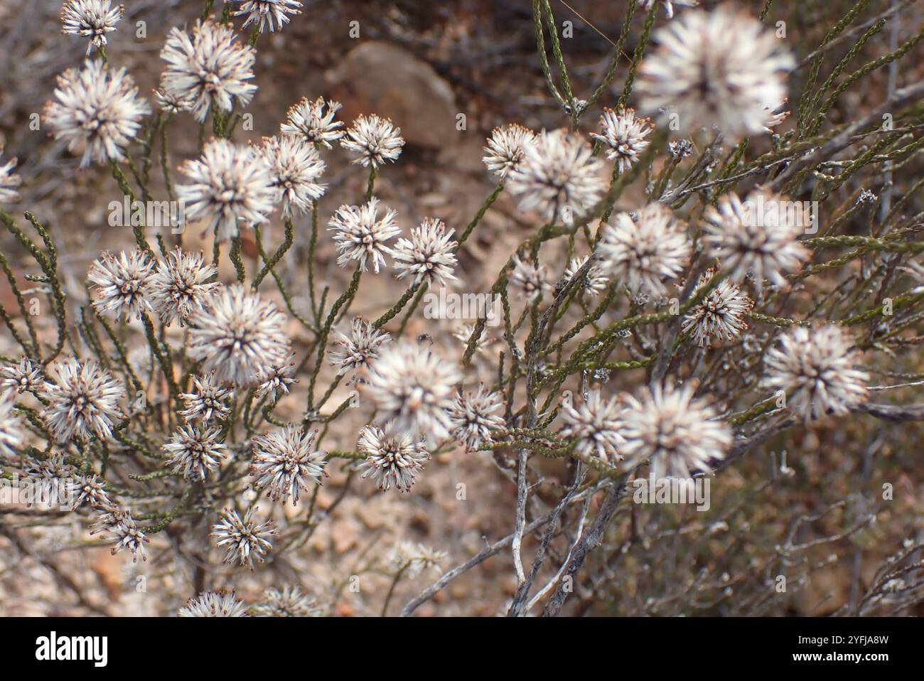Hedgehog Snakebush (Stoebe microphylla Stock Photo - Alamy