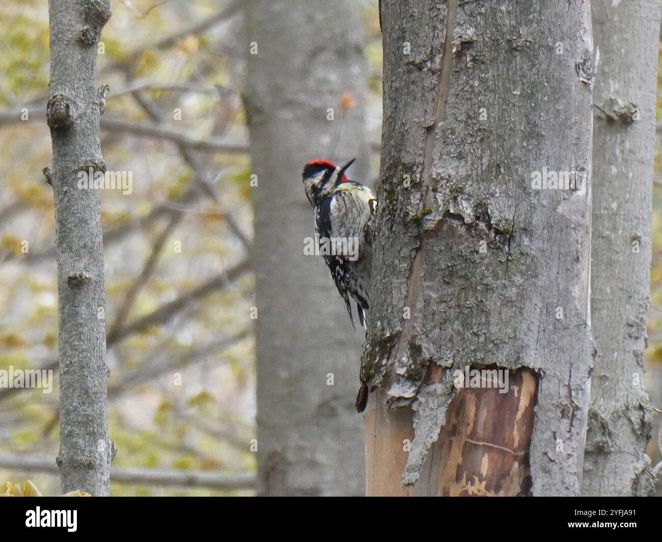 Yellow-bellied Sapsucker (Sphyrapicus varius Stock Photo - Alamy