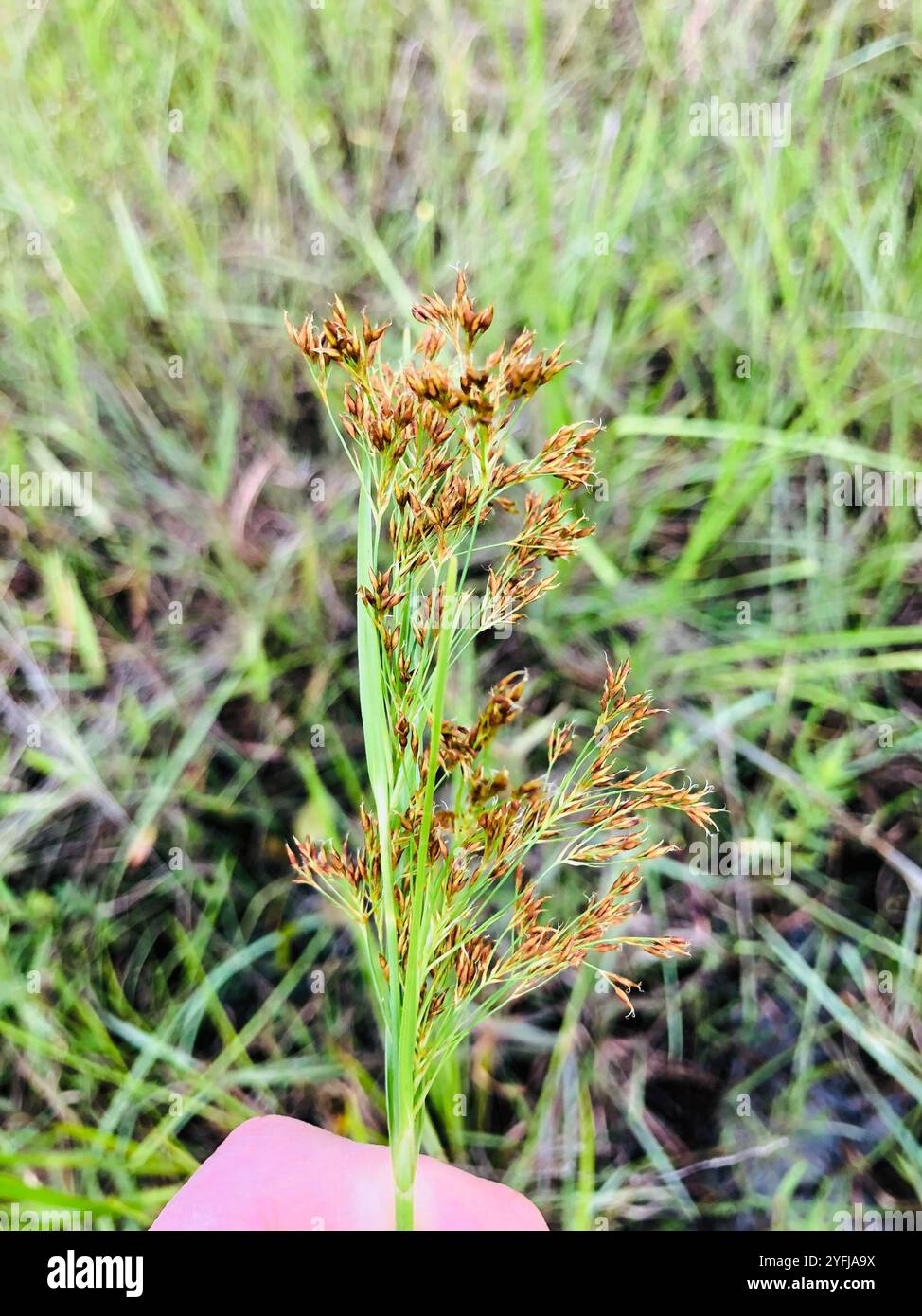 nodding beaksedge (Rhynchospora inexpansa Stock Photo - Alamy