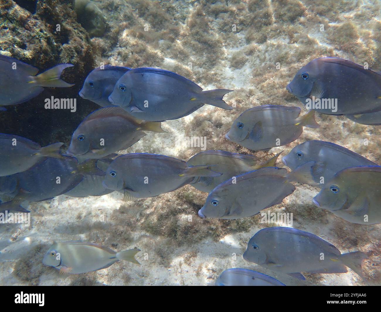 Atlantic Blue Tang (Acanthurus coeruleus Stock Photo - Alamy