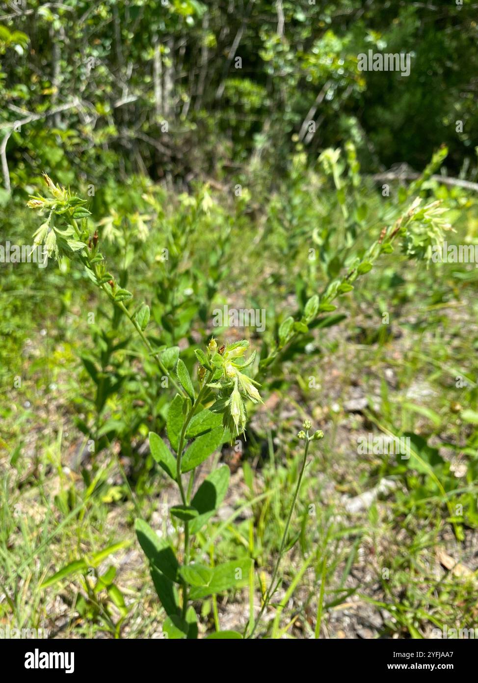 Marbleseed hi-res stock photography and images - Alamy