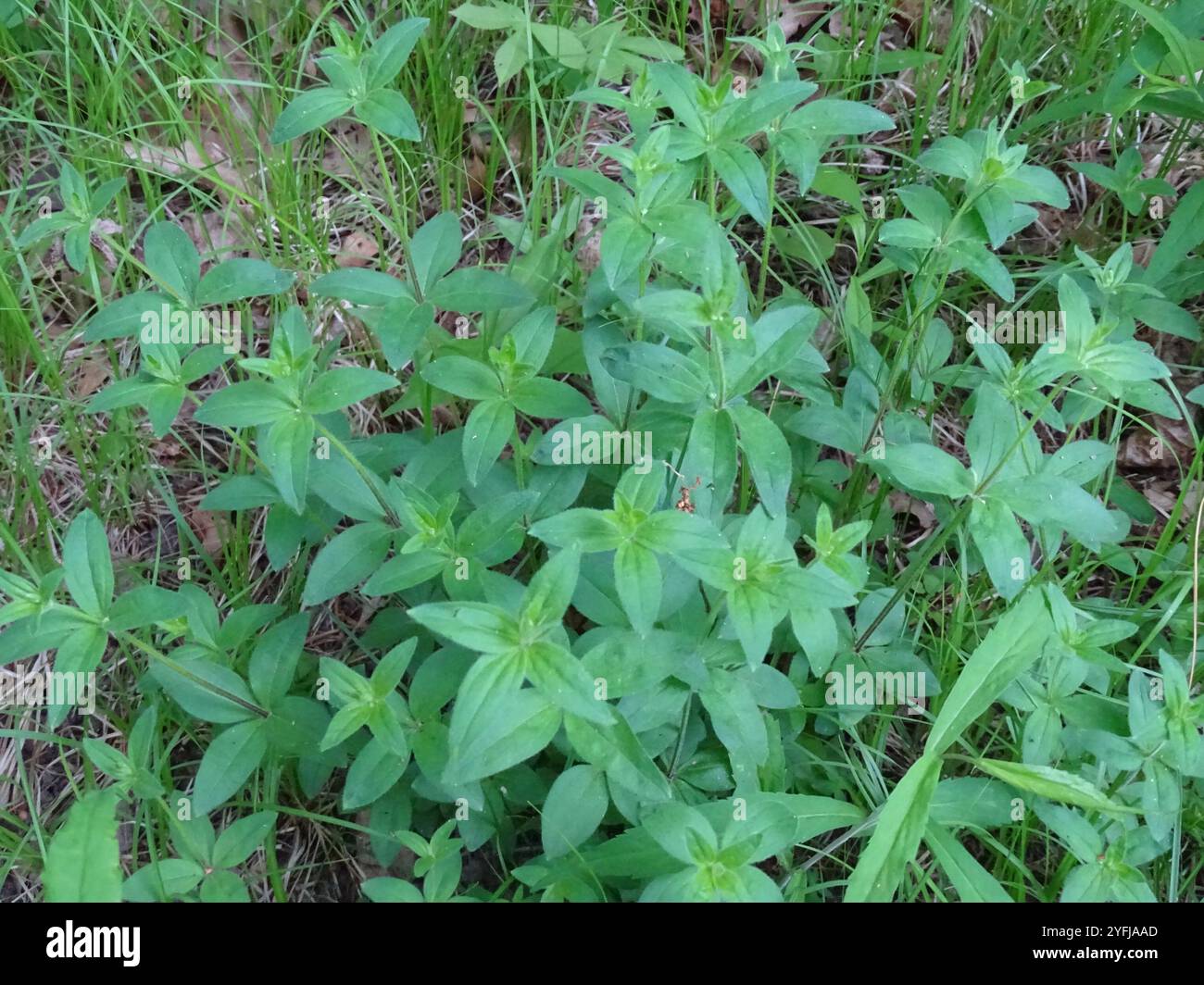 licorice bedstraw (Galium circaezans Stock Photo - Alamy