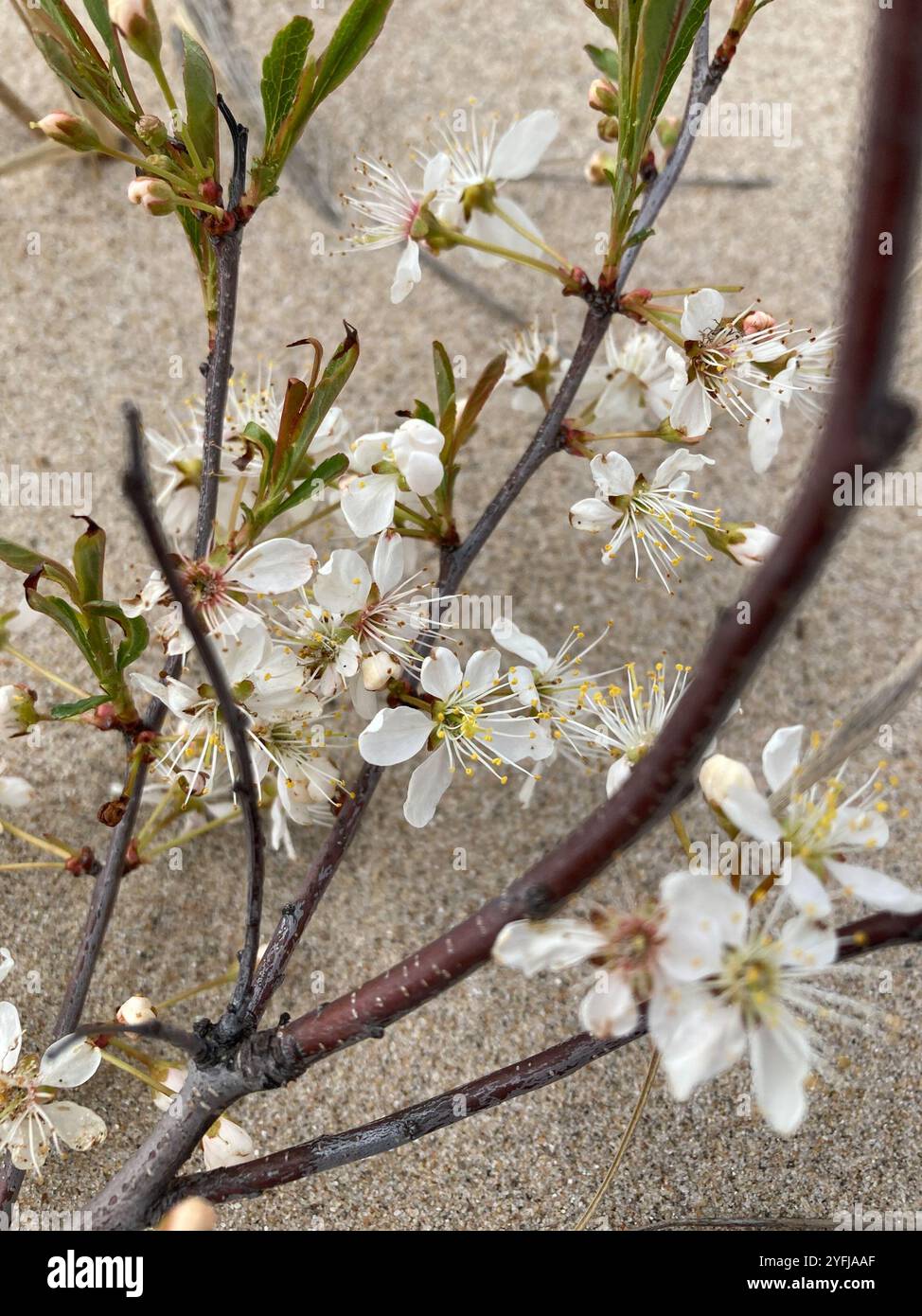 sand cherry (Prunus pumila Stock Photo - Alamy