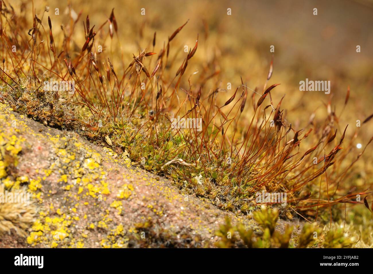 Common wall-screw moss (Tortula muralis muralis Stock Photo - Alamy