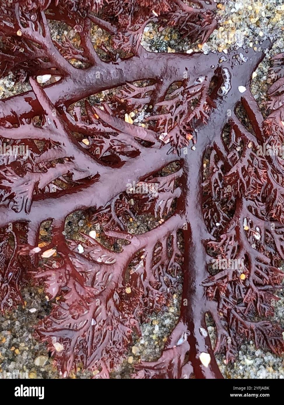 Sea Comb (Plocamium cartilagineum Stock Photo - Alamy