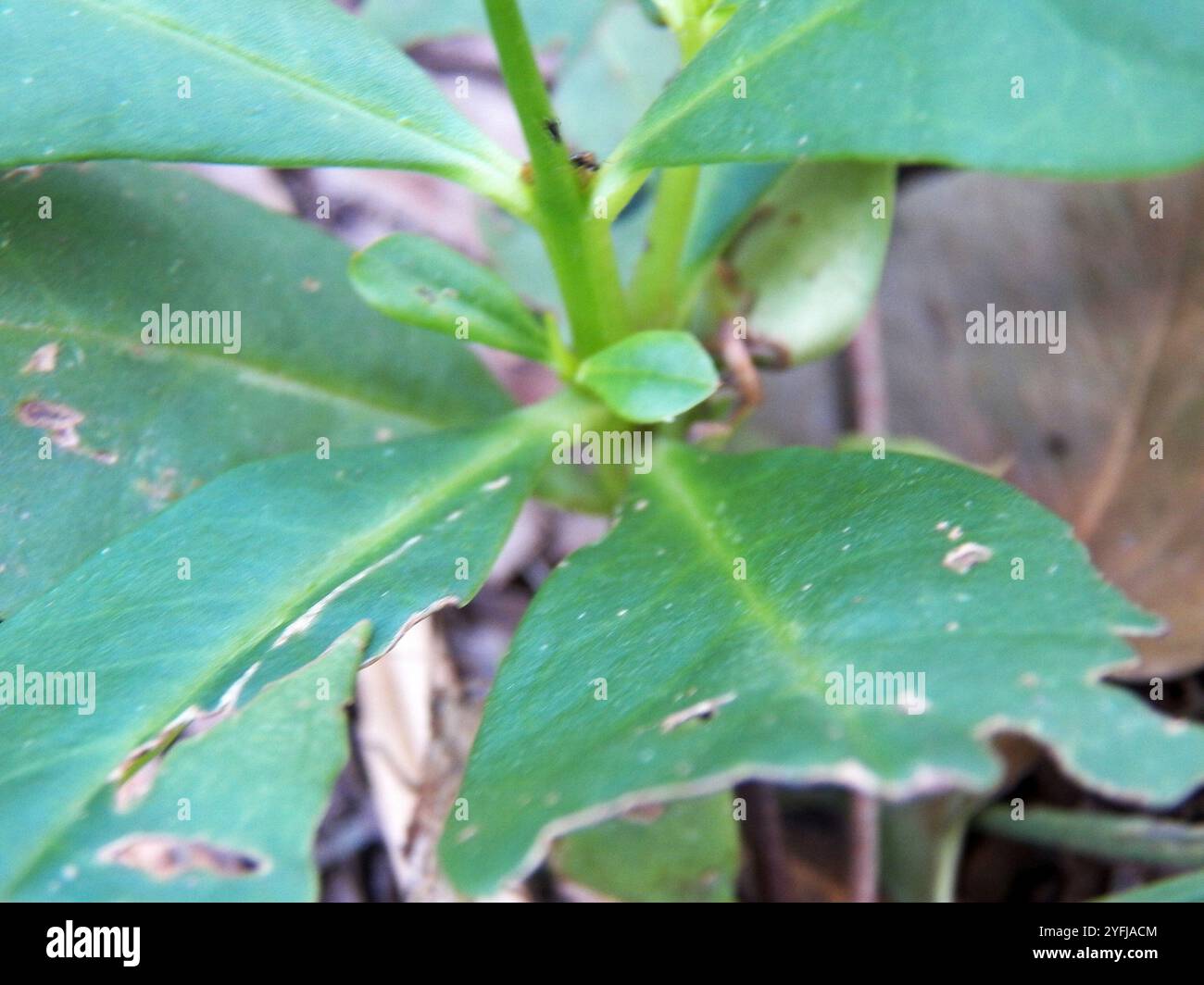 Jewels of Opar (Talinum paniculatum Stock Photo - Alamy