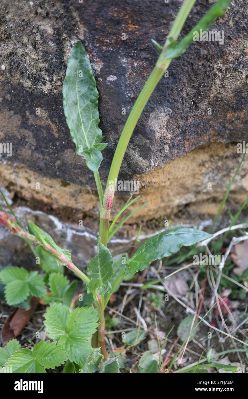 Common Sorrel (Rumex acetosa Stock Photo - Alamy