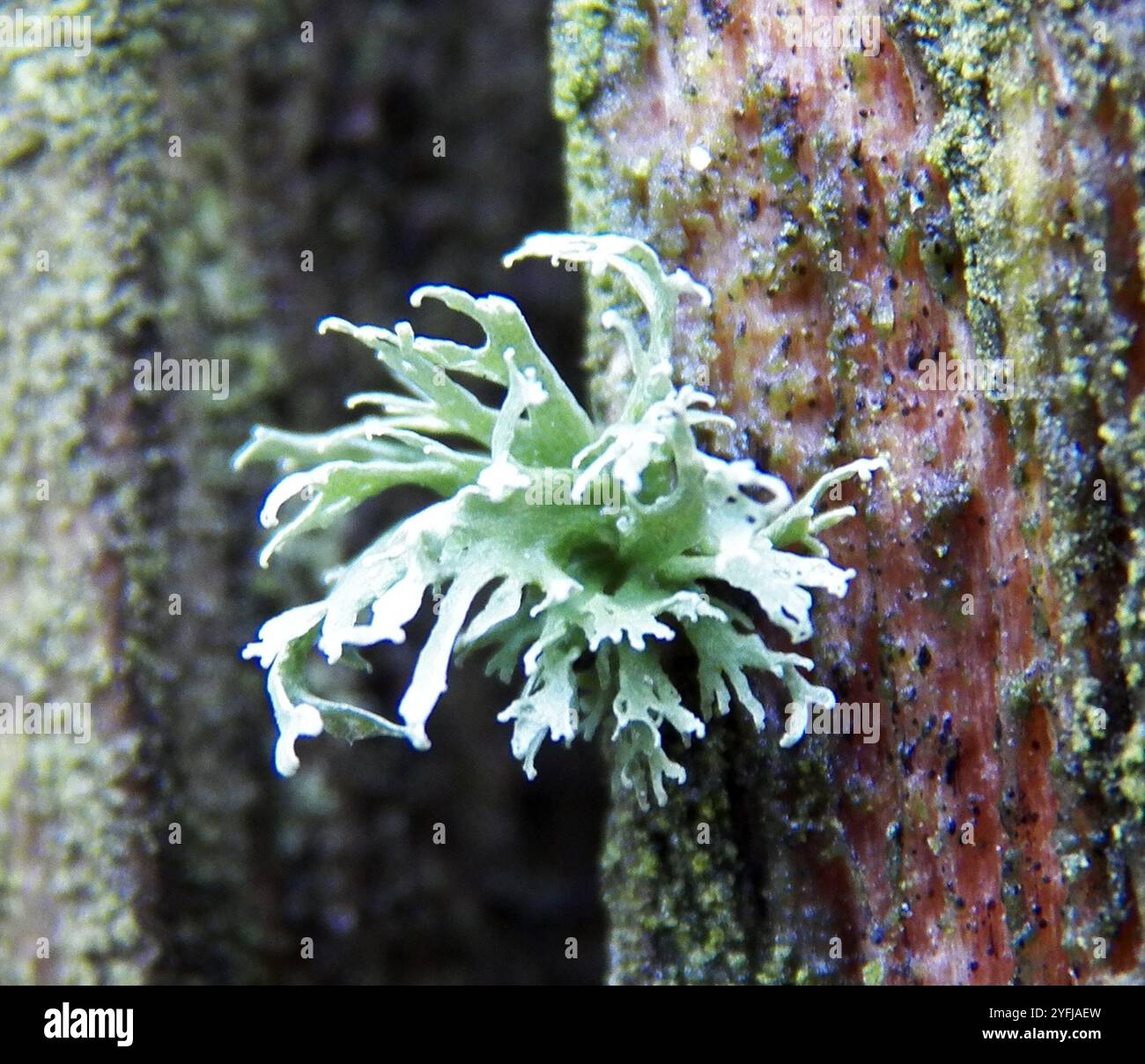 Ramalina complanata hi-res stock photography and images - Alamy